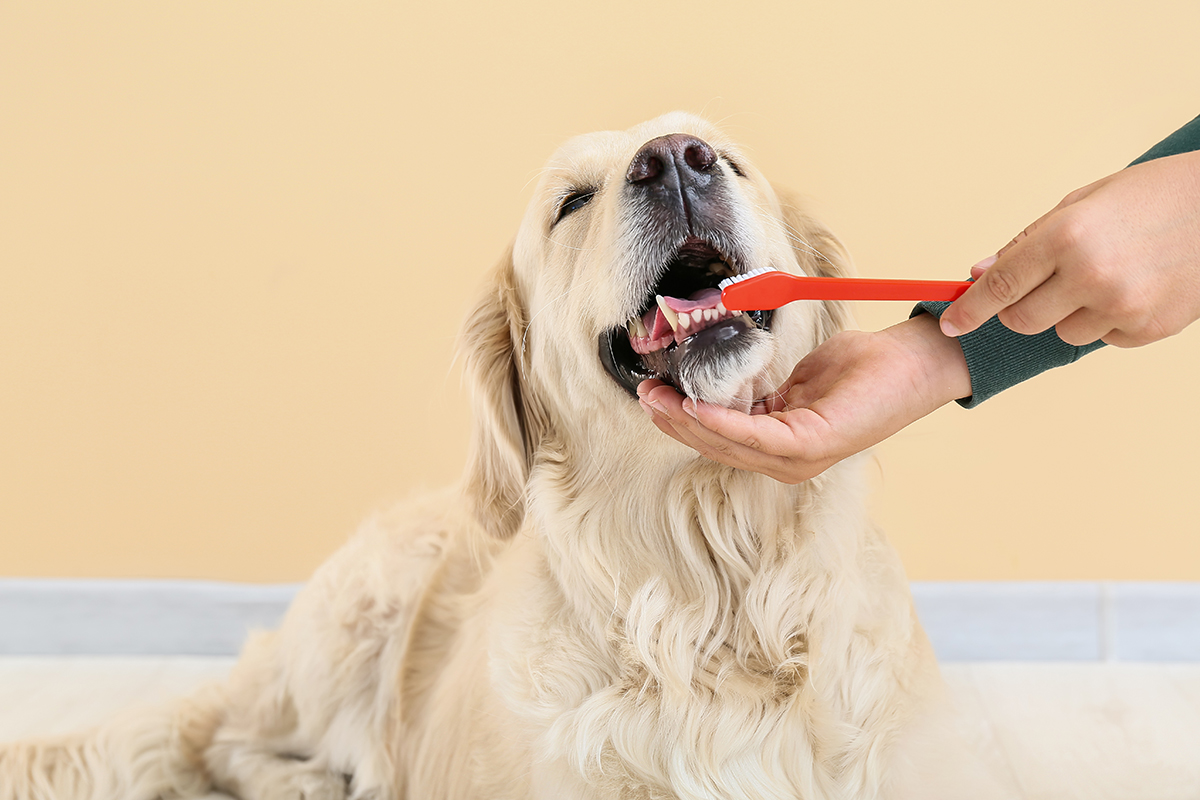 Bad Pet Breath? 10 Important Things You Need To Know... - Park ...